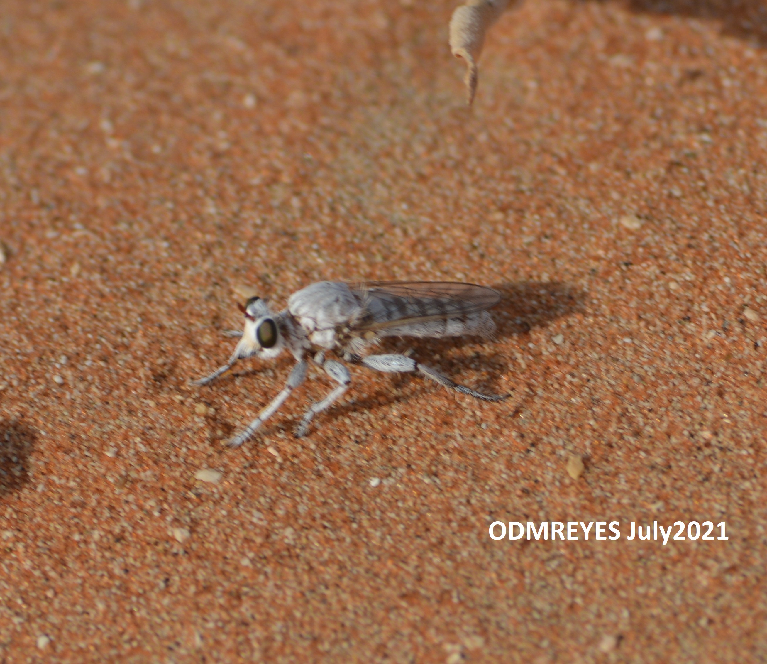 Flying Desert Insects