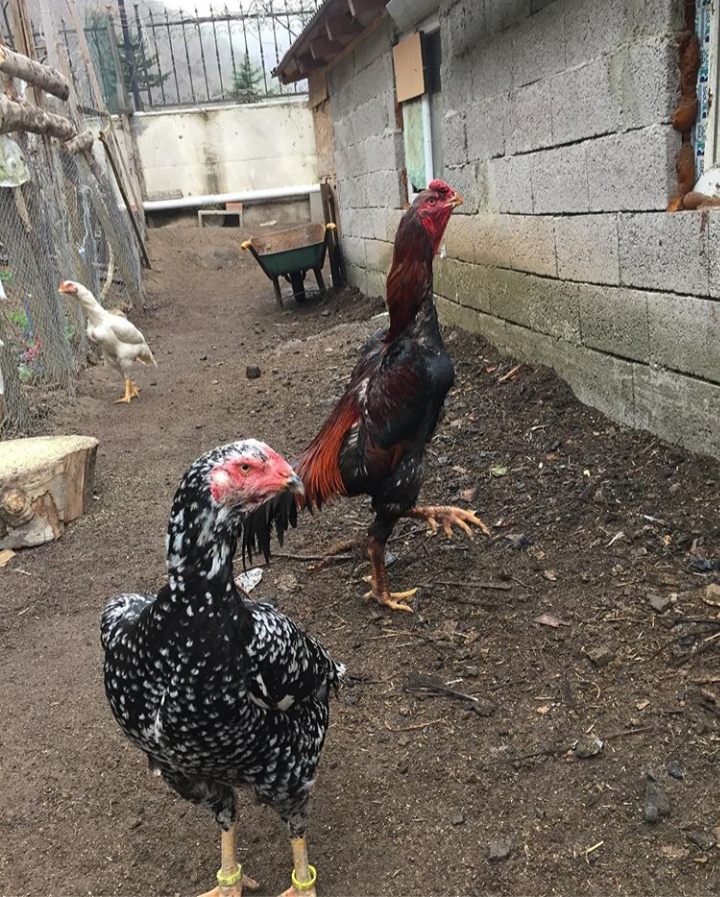 AnD Temanggung LokalyBreed: ASAL USUL DAN SEJARAH AYAM SHAMO