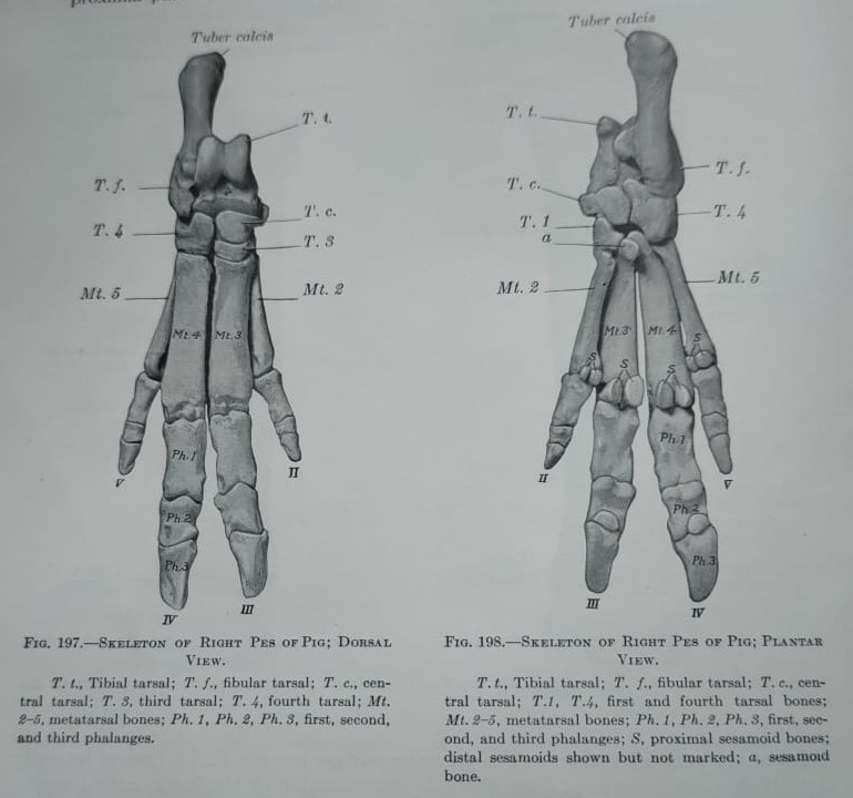 Bones of Tarsus | Gross Anatomy | Anjani Mishra
