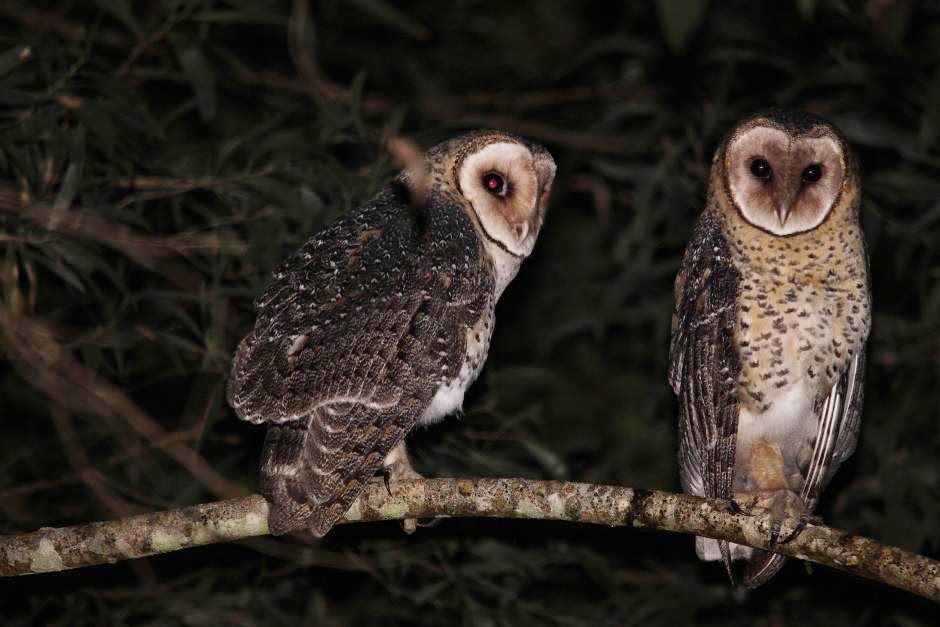 Tierra de lechuzas, búhos, mochuelos, autillos, cárabos: Lechuza ...