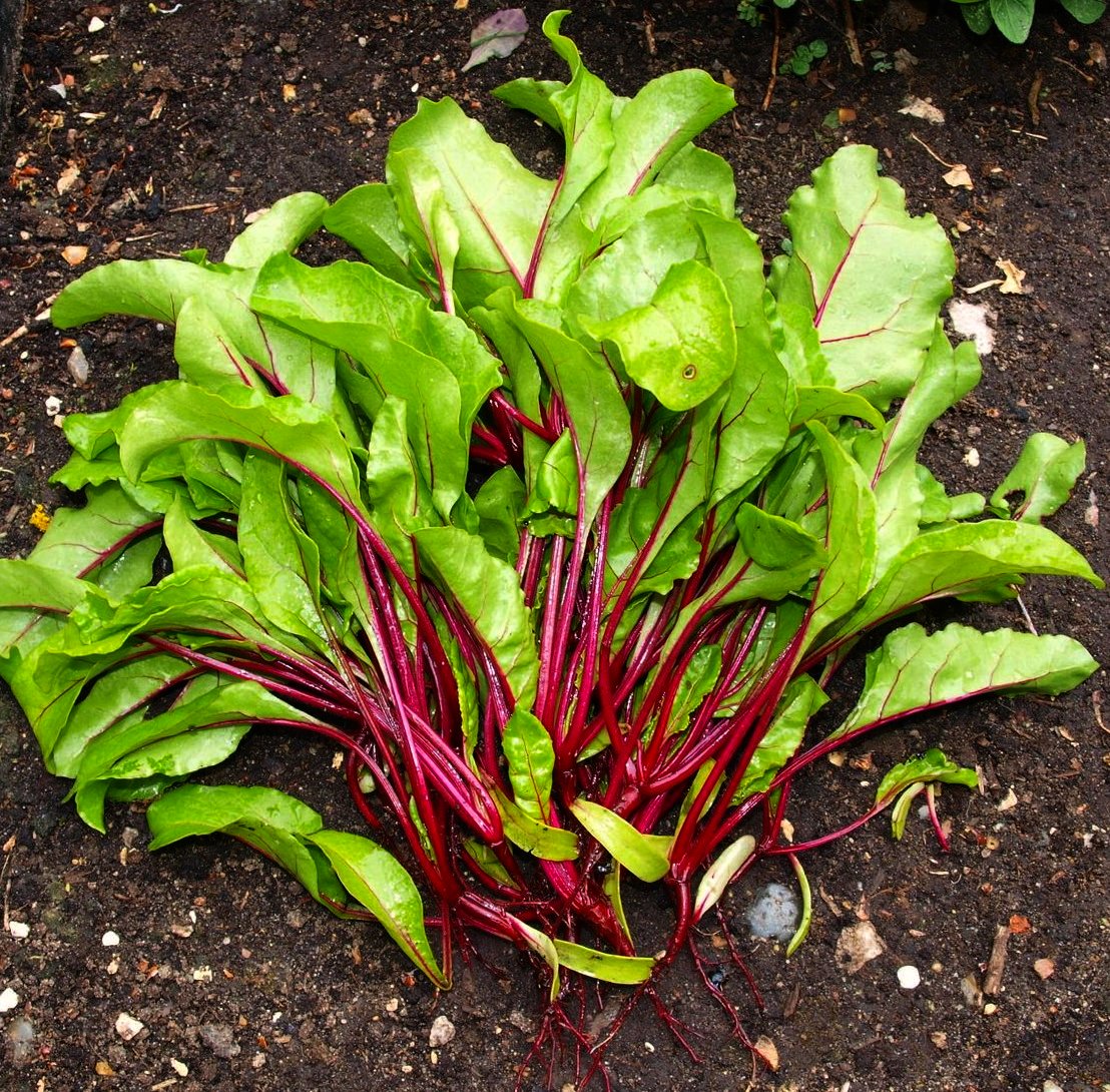 Mark's Veg Plot: Beetroot and Chard