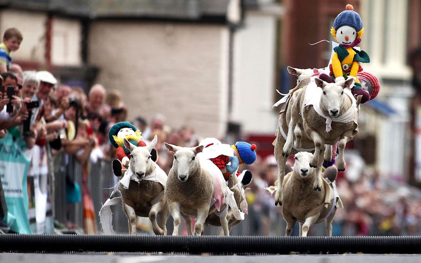 Getting Stitched on the Farm: Scottish Sheep Races. PBS News + Lots More