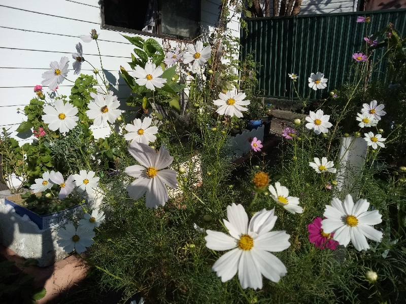 My Small Garden: Pokok Bunga Cosmos - koleksi di Sydney