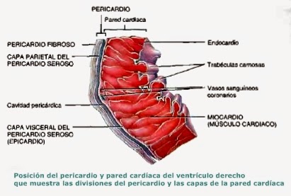 Anatomía del corazón