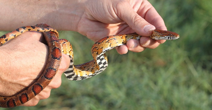 Pluff Mud Perspectives: Discovering the Savannah National Wildlife Refuge