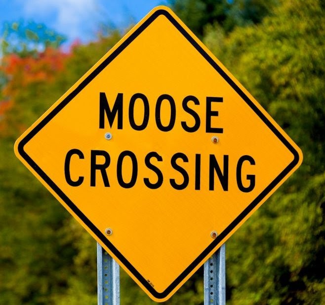 glancing back in time: moose crossing