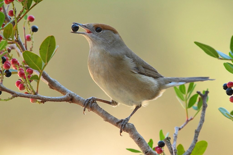 Mutualismo animal. Hoy por ti, mañana por mí.