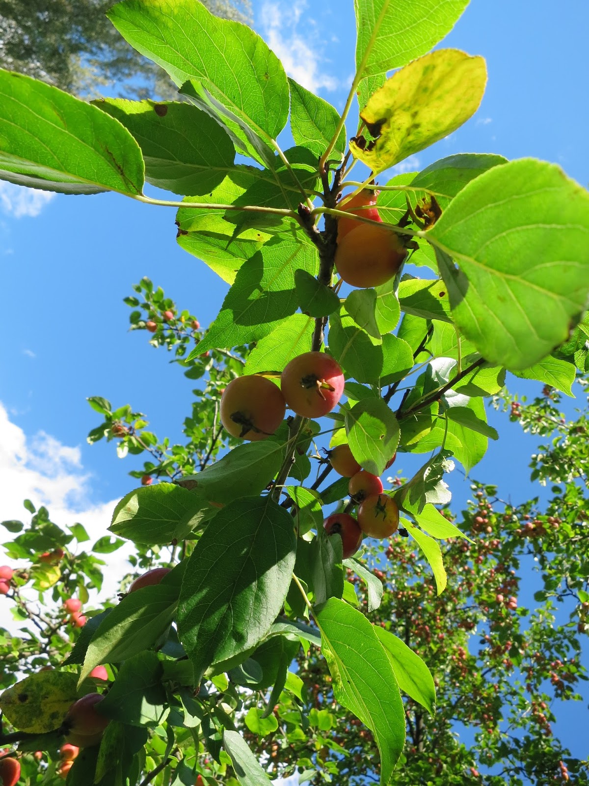 omⒶ KOPPA: omA omenaPUU-deko