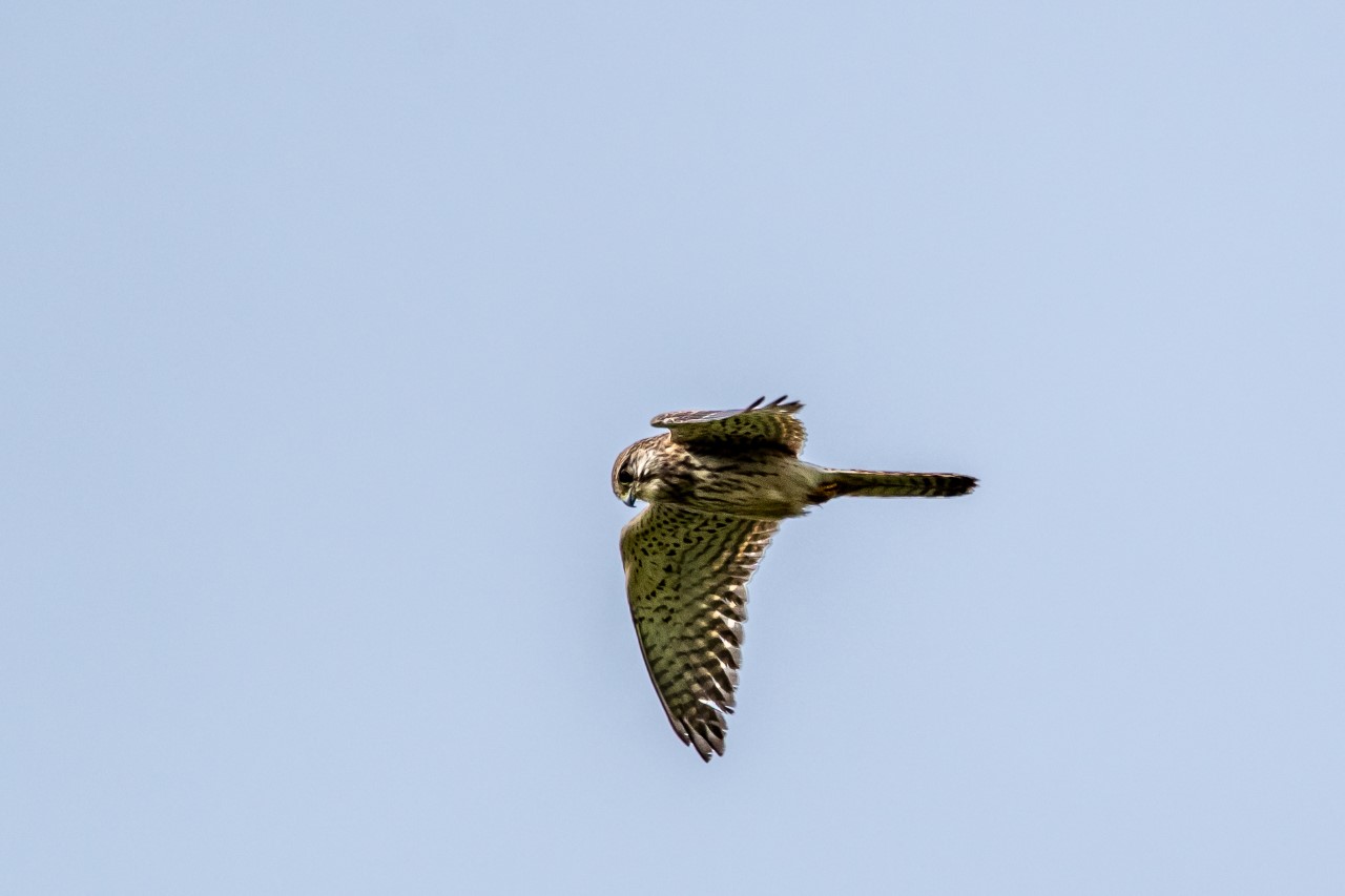 NI Bird Pics: Thomas Campbell - Red Kite, Kestrel & Buzzard