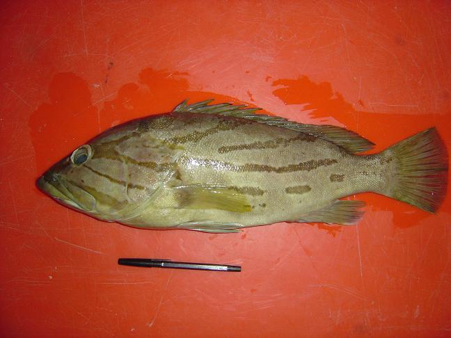 Ikan Kurapu - Grouper fish - Fish Information (INDONESIA)