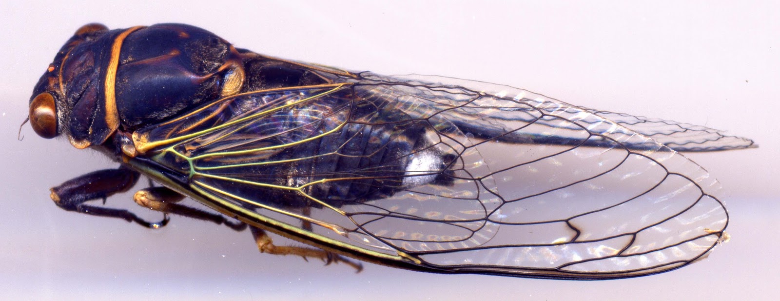 虫頭: エゾゼミ（Diceroprocta apache-cinctifera-semicincta）Scrub Cicada