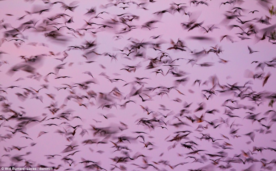 White Wolf : Spectacular scenes as eight million bats flock together in ...