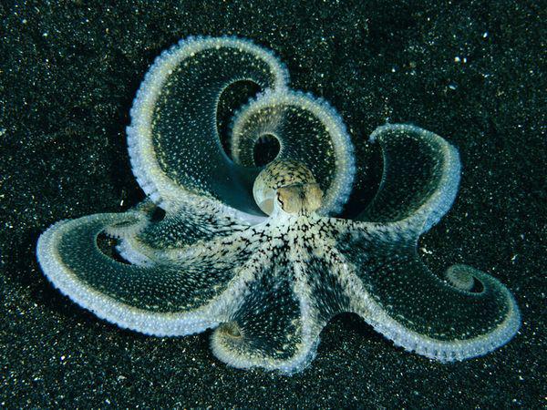 The mimic octopus ~ Facts around the world