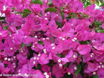 Dian Yang Tak Pernah Padam: ANEKA JENIS DAN MACAM BUNGA KERTAS ...