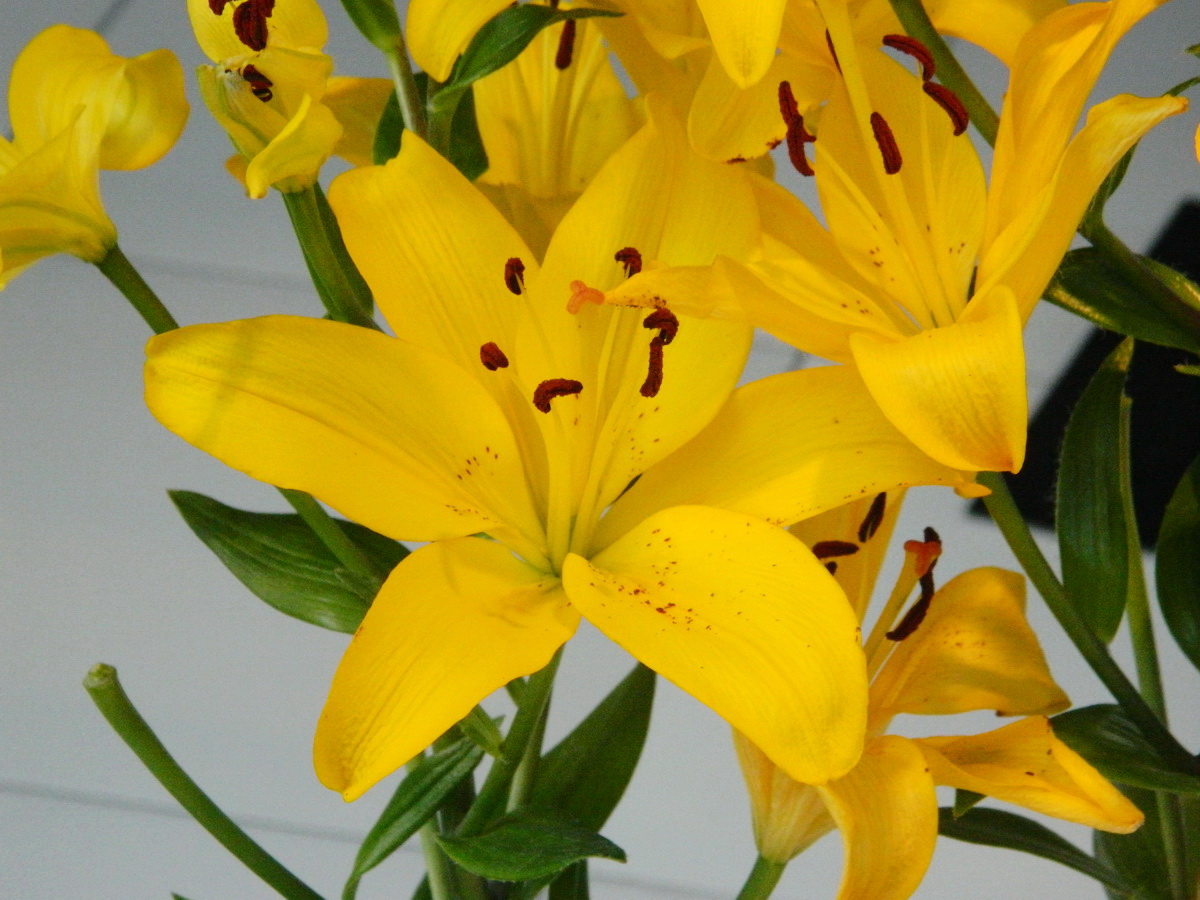 LA MULTI ANI, ROMANIA!: Crini galbeni