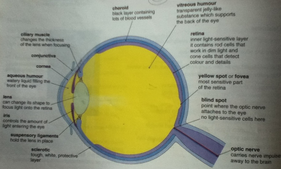 Seb Biology: 2.86- Structure and function of the eye