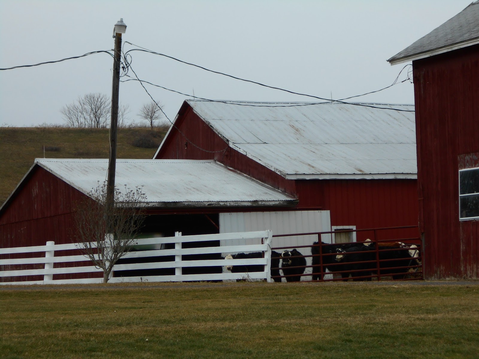New York State of Mind: OLD ORDER MENNONITE FARM