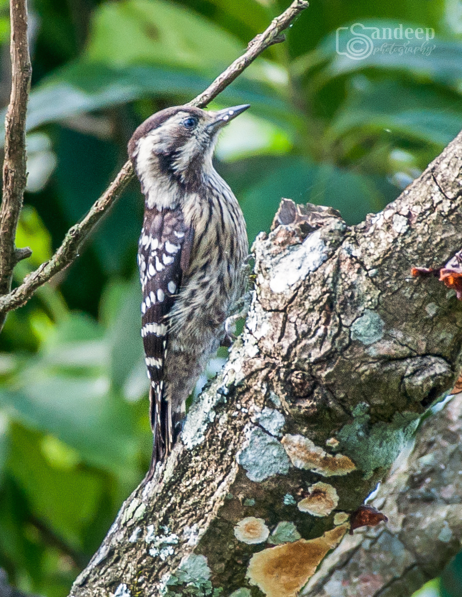 SHARING OPINION: BIRDS OF ARITAR & SIKKIM