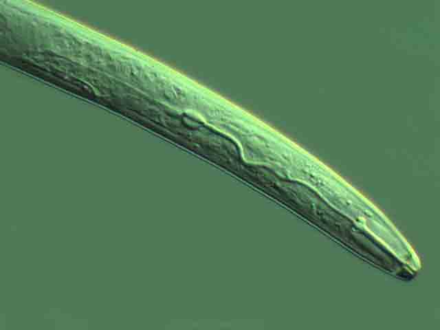Nematologia Brasil: Nematoide reniforme - Rotylenchulus reniformis