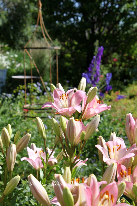 Grace Gardens: It can't be the middle of August!