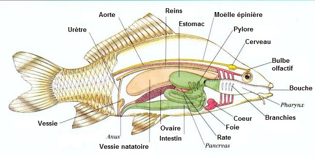 Diagramme De Coeur De Poisson