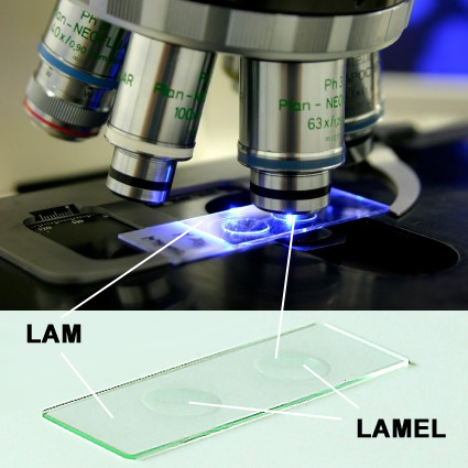 Lam Lamel Arası Preparat Hazırlama (Lam-Lamel Arası Preparatın ...