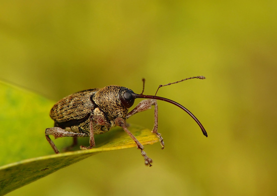 Funny & Laugh: Amazing Insects