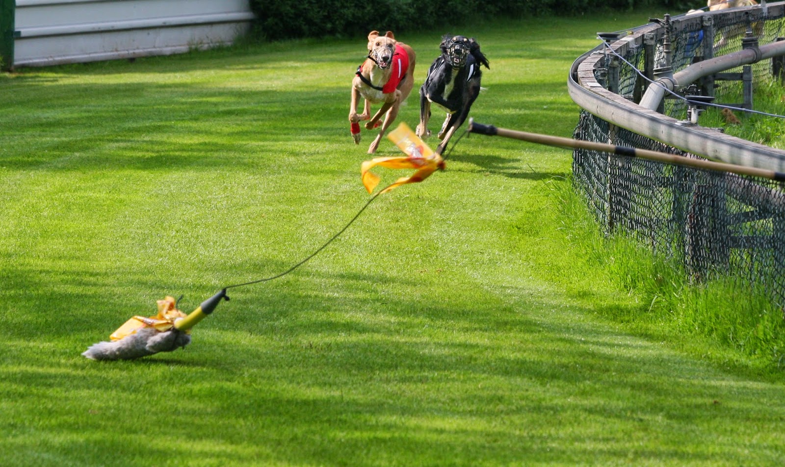Notes from the Pens: THE LIFE OF A RACING GREYHOUND