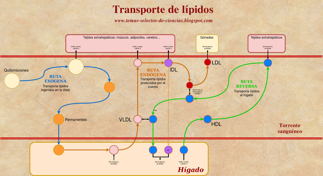 Lipoproteínas y transporte de lípidos