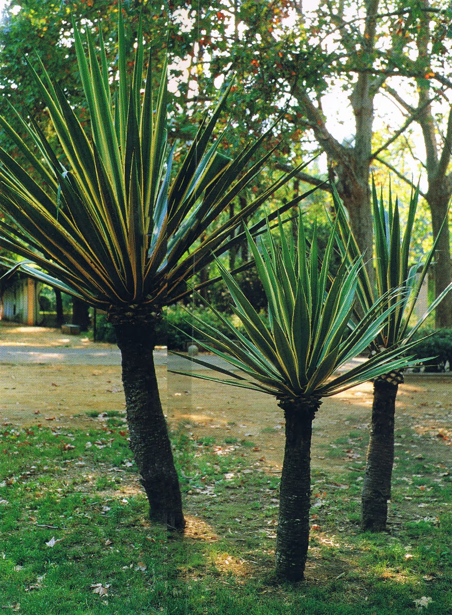 arbustosensevilla-encinarosa: Fúrcrea / Furcraea selloa / Falso ágave ...