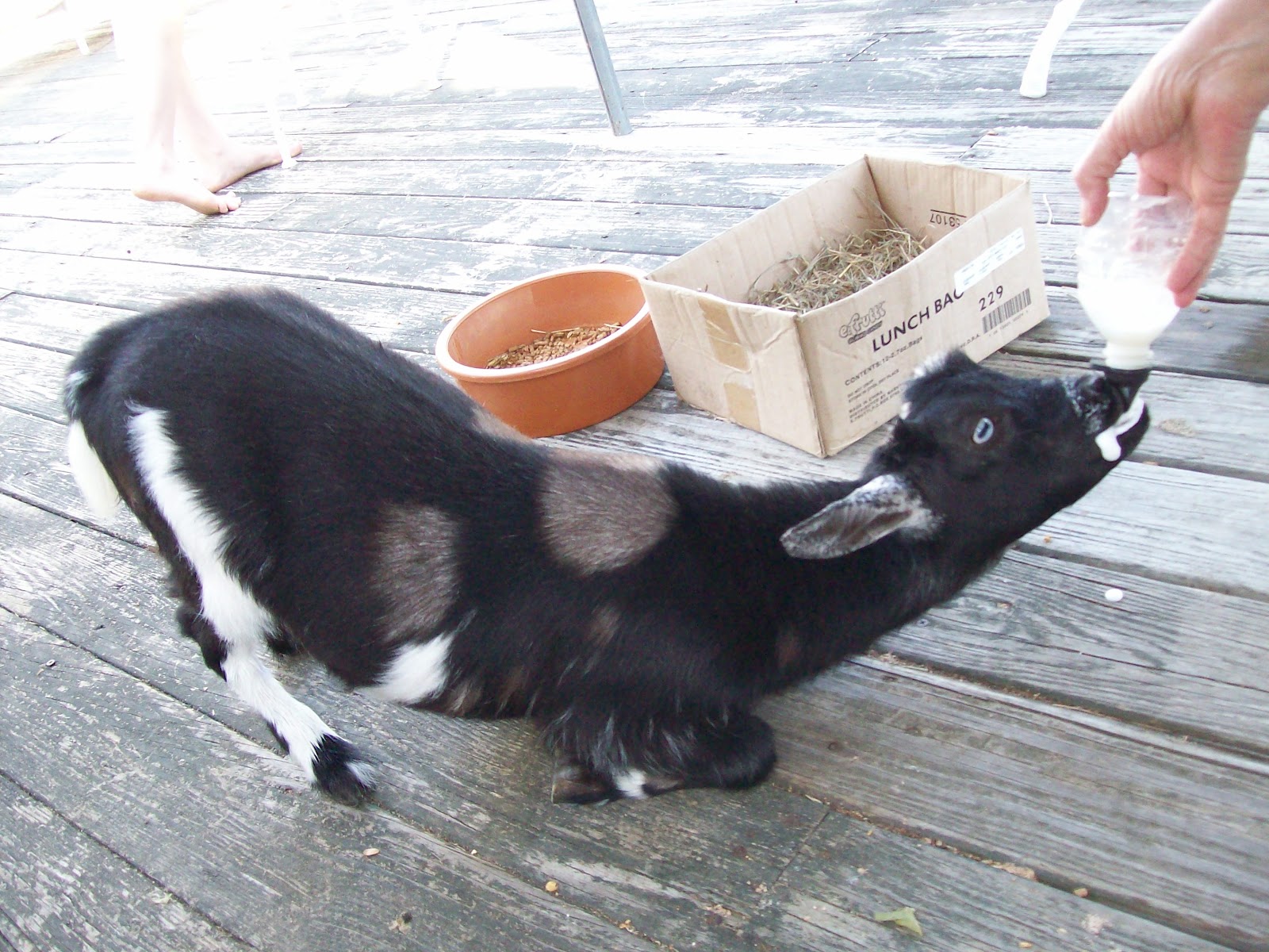 Bonding, Banding, and Bottles: One Family's Adventures with Goats: The ...