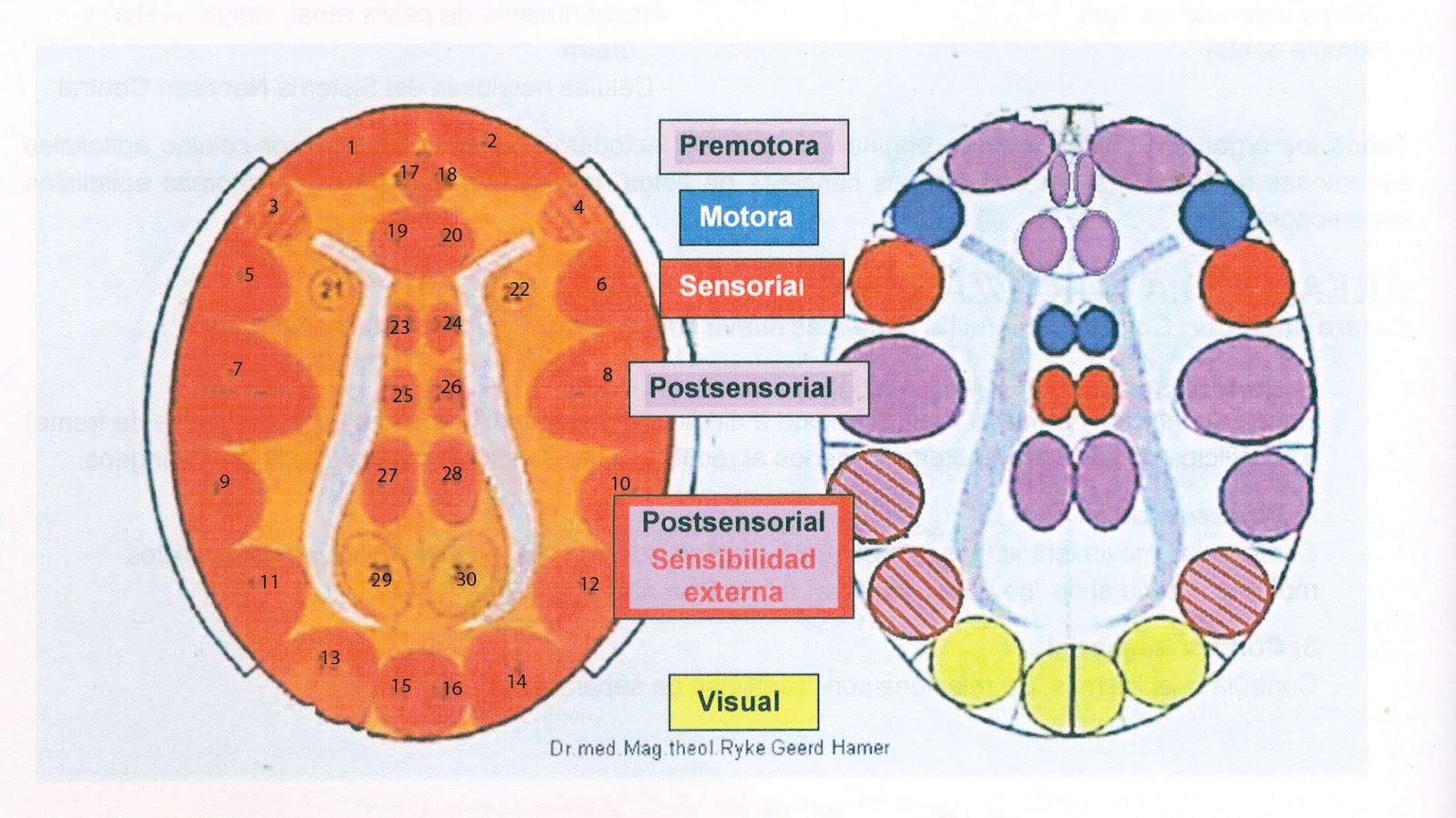 NUEVA MEDICINA GERMANICA. Dr. HAMER: Patrones de sensibilidad de Ectodermo