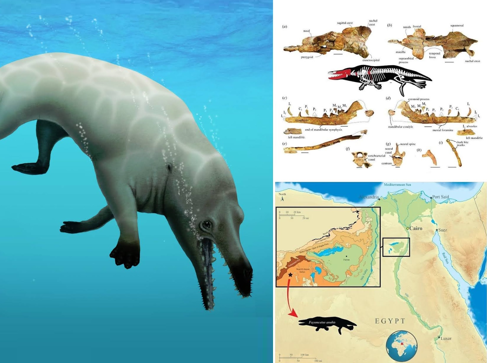 Species New to Science: [PaleoMammalogy • 2021] Phiomicetus anubis • A ...