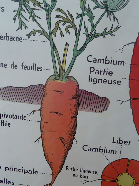 Vintage French Posters Botany Animals Anatomy, old World Maps from ...