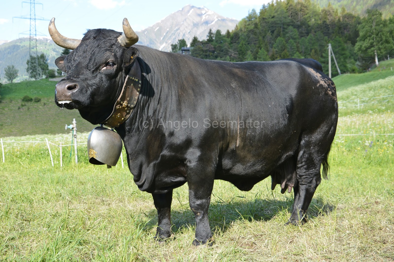 Inspiration Eringerkuh: Mai 2017