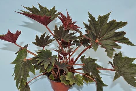 Всё о бегониях и не только...: Begonia 'Carmel Browne', Begonia 'Carol Mac'