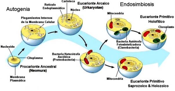 BiologiaYGeologia: Teoría endosimbióntica