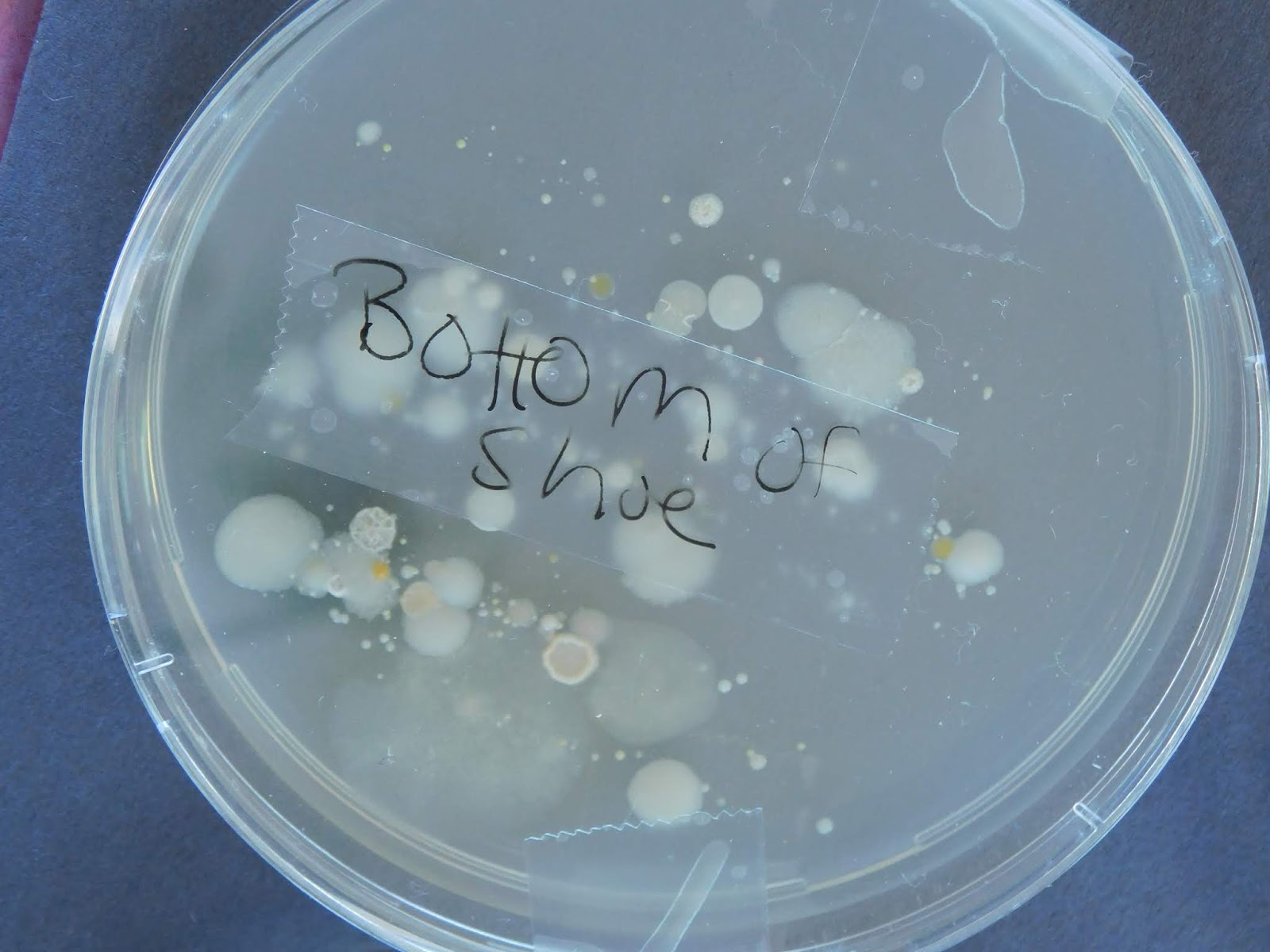 100 Days of Science #45-- Growing a Germ Farm