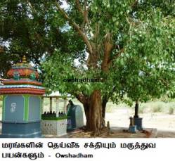 தெய்வீக மரங்கள் - marangalin deiva sakthi - ஔசதம் - OWSHADHAM
