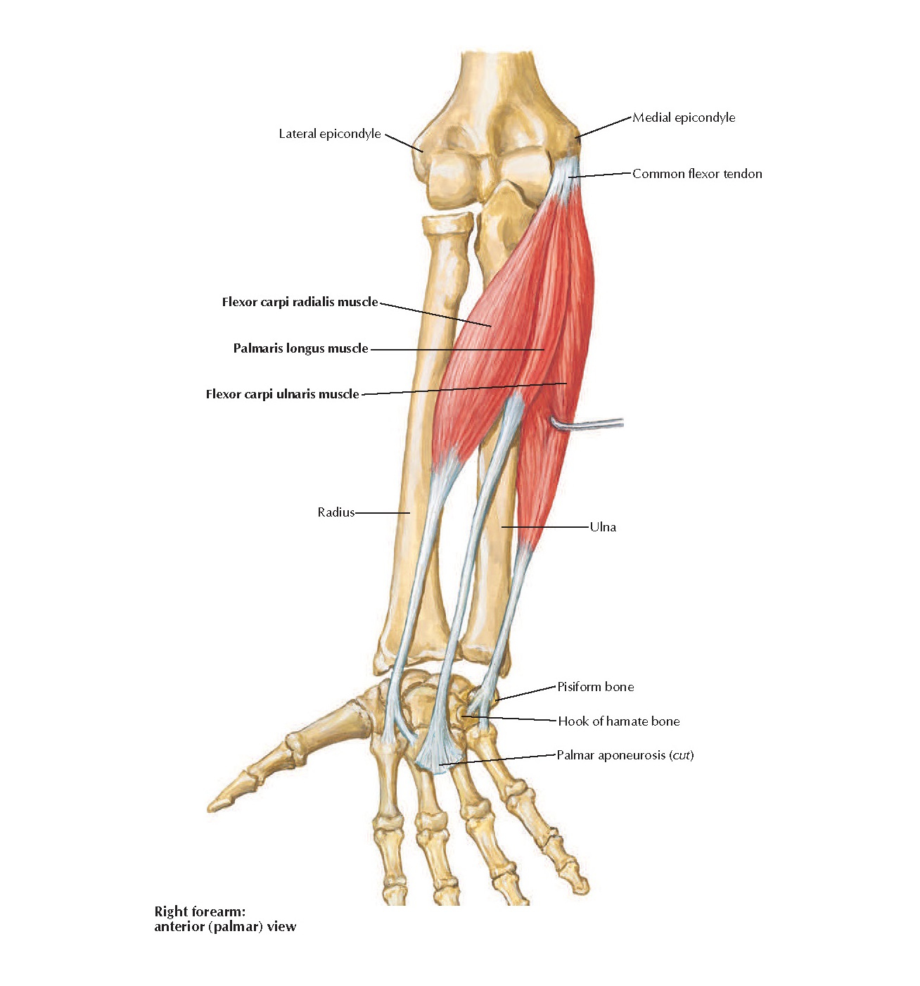 Individual Muscles of Forearm: Flexors of Wrist Anatomy - pediagenosis
