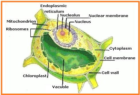 TRY OUT SEL JARINGAN | Beriman,Berilmu,Berakal