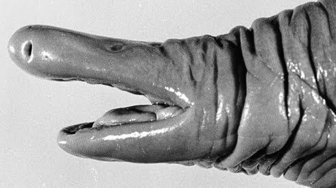 Seres da Minha Natureza: Cobra-mole: réptil ou anfíbio?