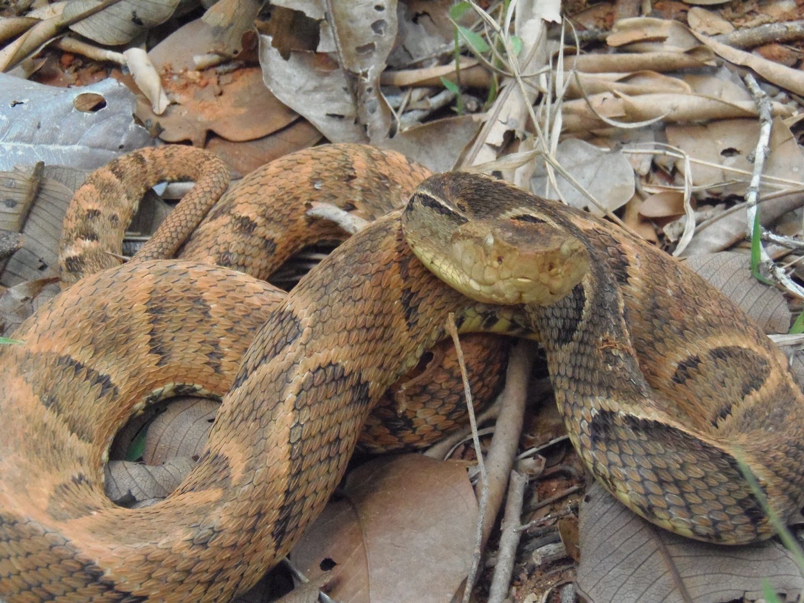 natureza selvagem: Jararaca-do-cerrado
