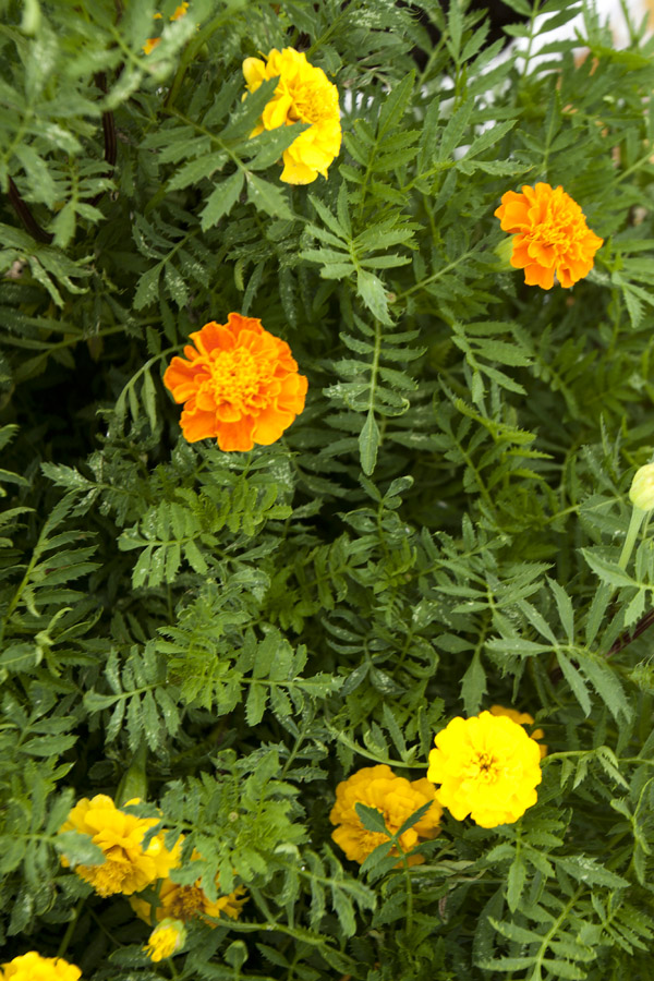 Petite Marigolds ~ Adventures in Gardening Pohnpei, Micronesia
