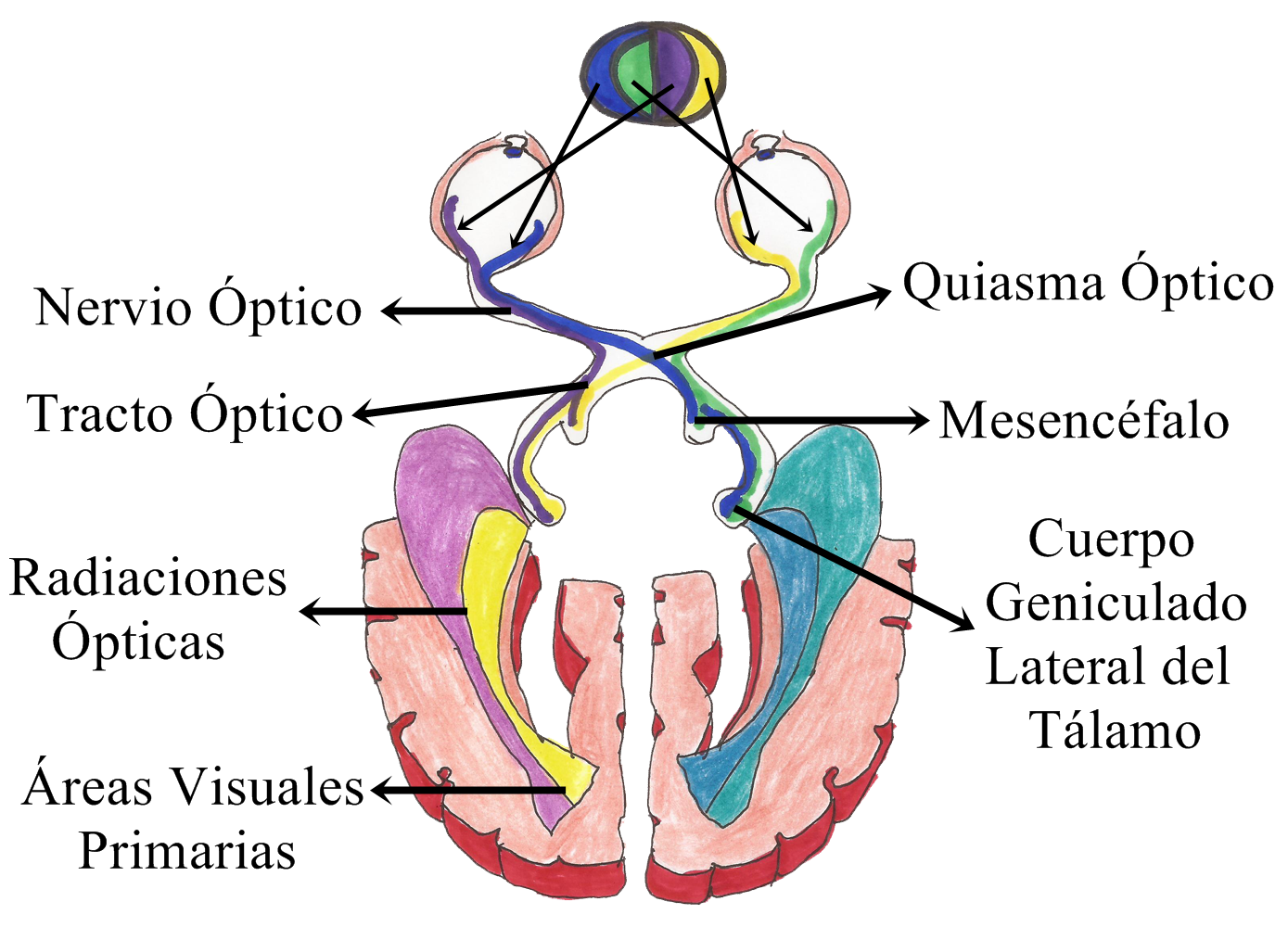 Vía Visual ~ Biopsicosalud