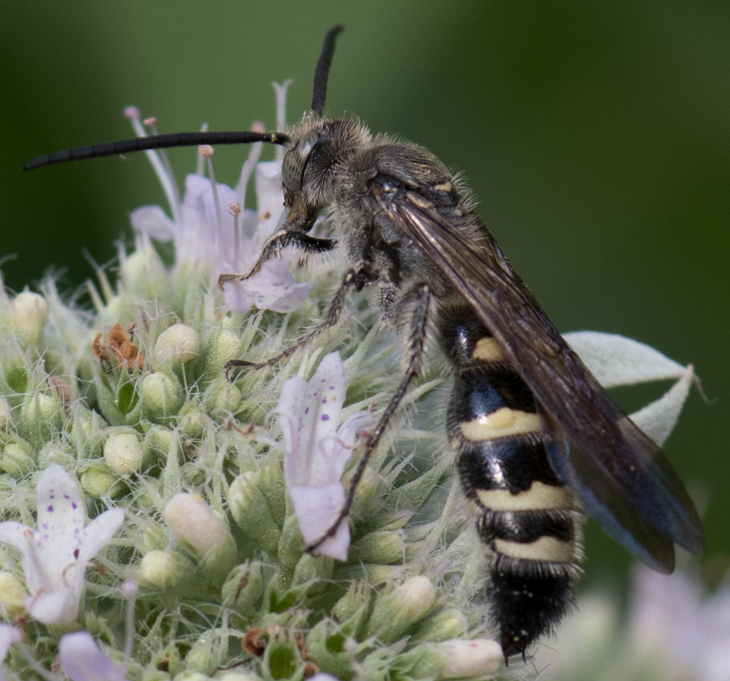 Gaia Garden: This Week in Pest-Controlling and Pollinating Wasps