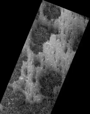 Very Convincing Images of Trees And Shrubs on Mars