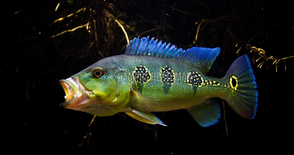 Kenali Klasifikasi Ikan Pbass Berikut Ini