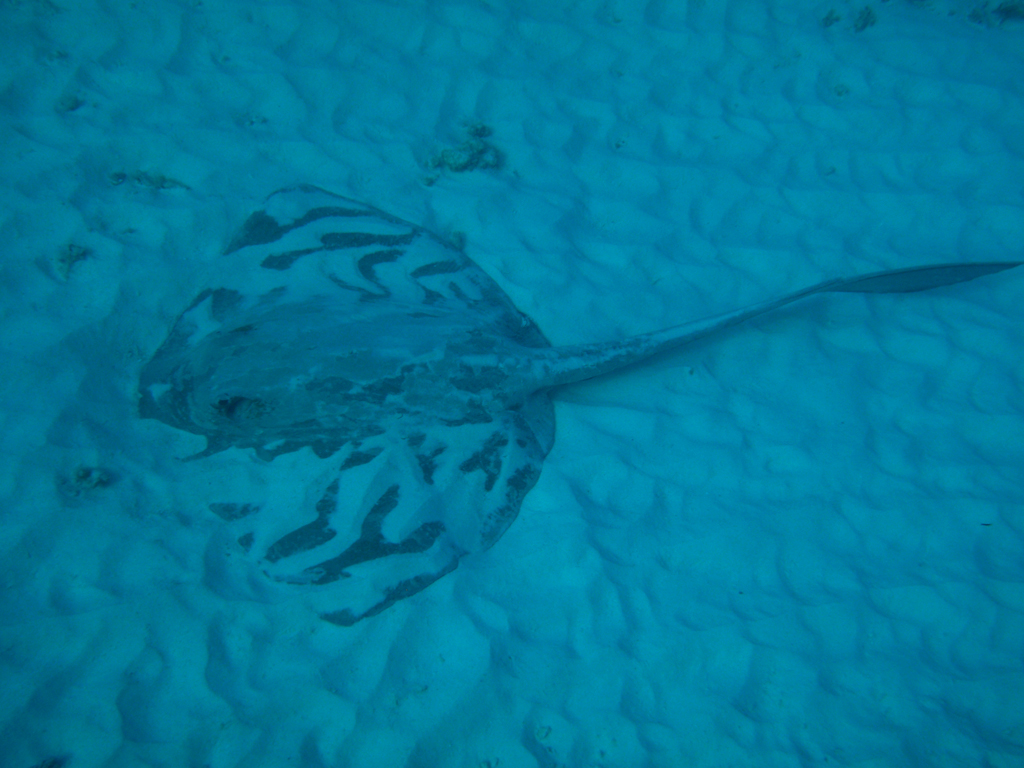 AQUATICHYK: COWTAIL STINGRAY / Pastinachus sephen