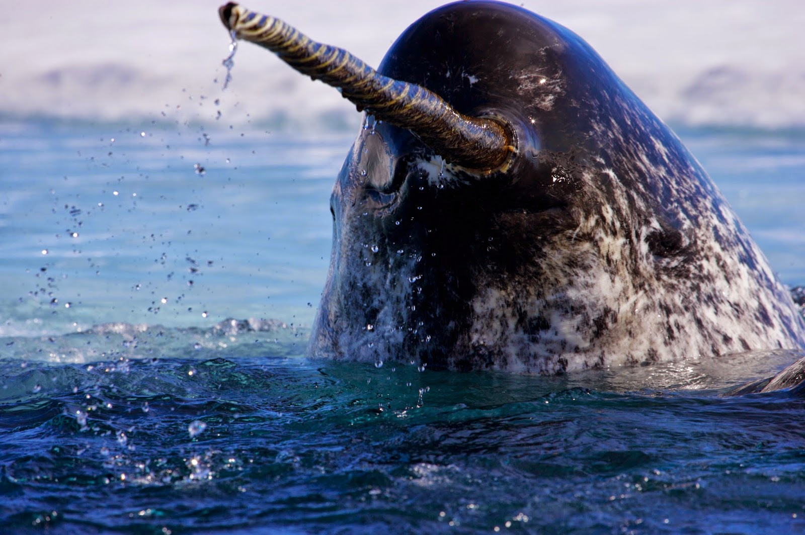 BİLGİ ÜSTADI: Boynuzlu Balinalar (Denizgergedanı)
